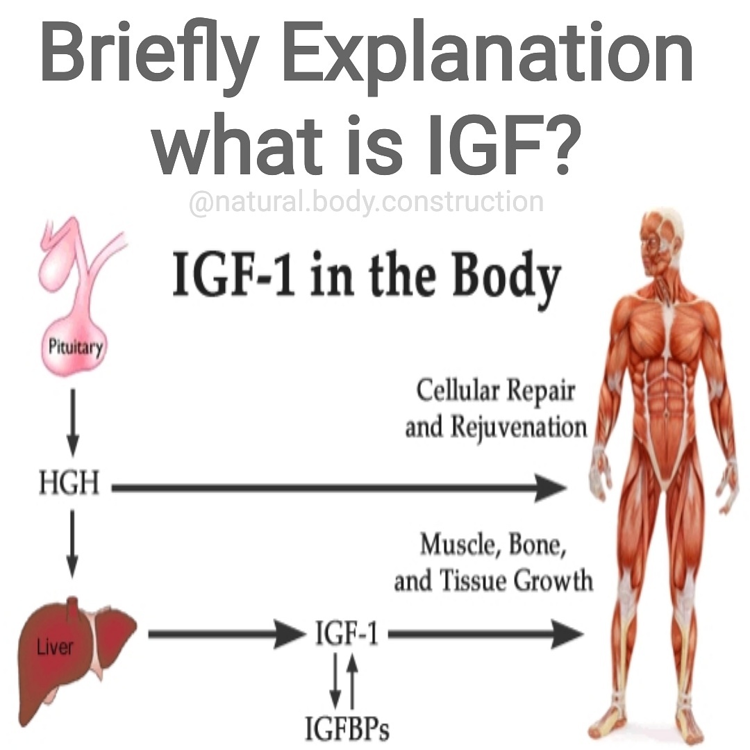 What Is IGF A Brief Explanation Fitnessology What Is IGF A Brief Explanation Fitnessology