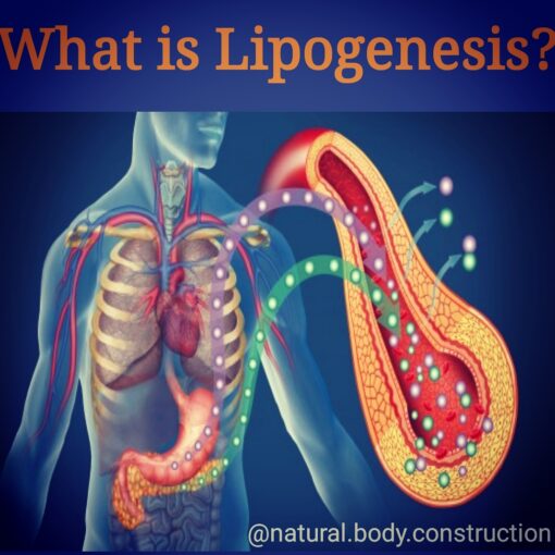 What is Lipogenesis? – Fitnessology